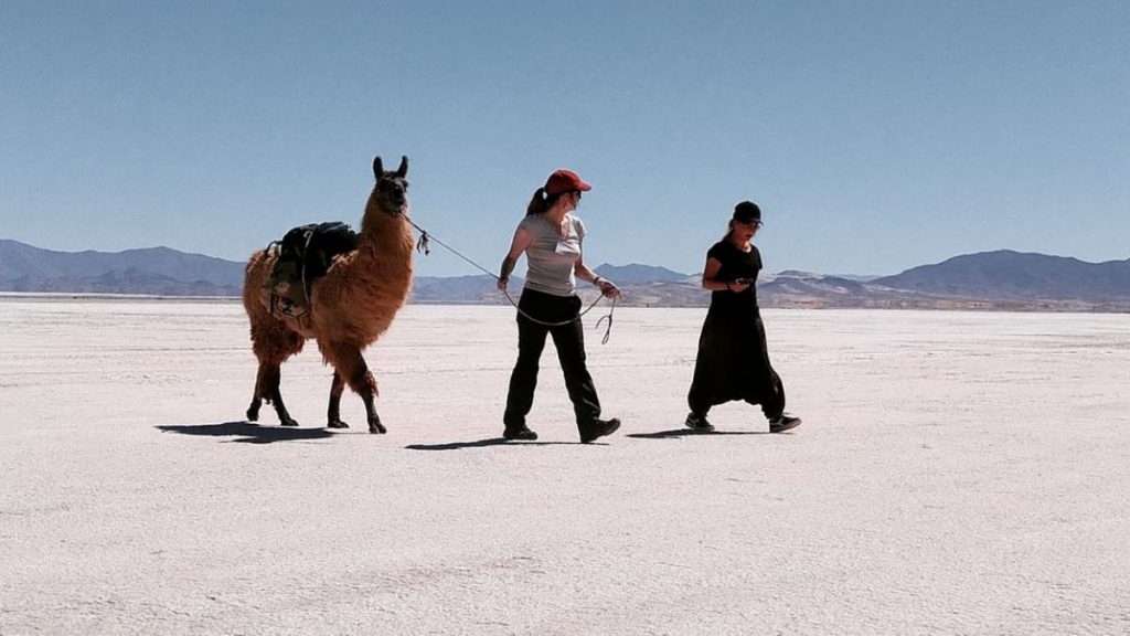 Caravanas - Caravana de Llamas