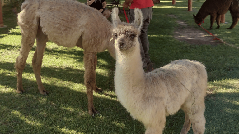 Todo lo que necesitas saber sobre las llamas - Caravana de Llamas